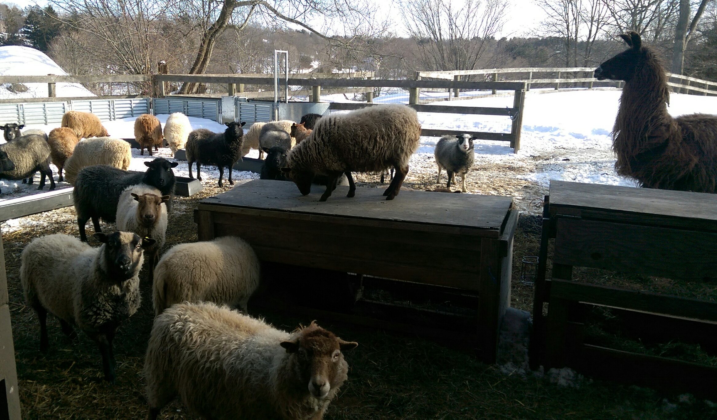 How Millstone Farm’s Animals Cope with the Cold [PHOTOS] | Good Morning ...