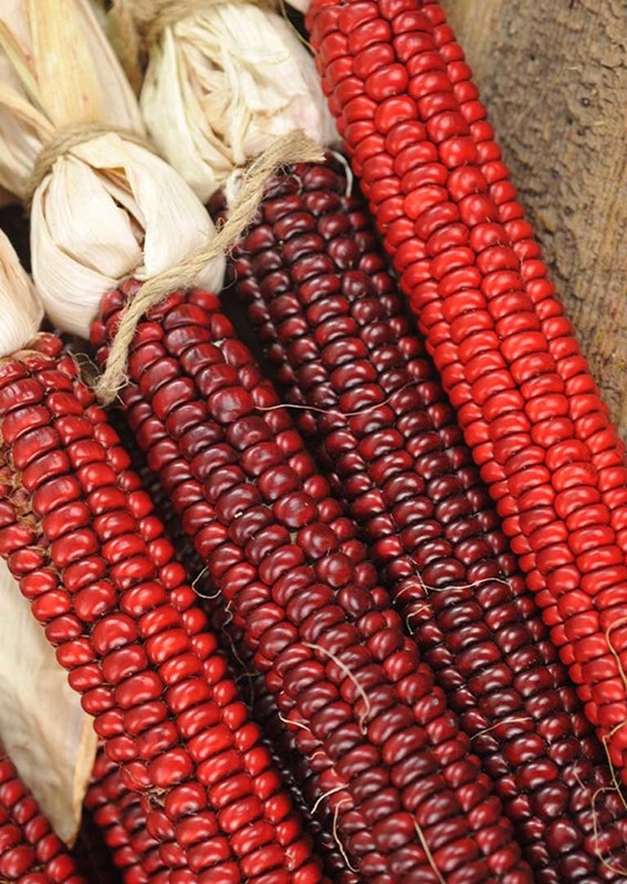 Husking Bee Workshop for Kids at Wilton Historical Society