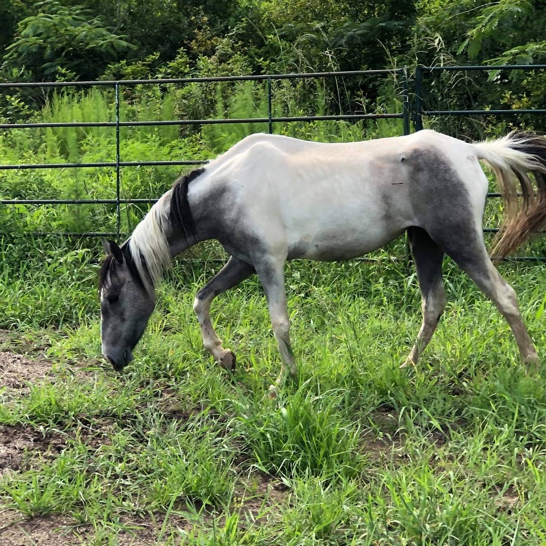 New "Neigh"-Bors: Rising Starr Horse Rescue Moves to Wilton, Leading ...