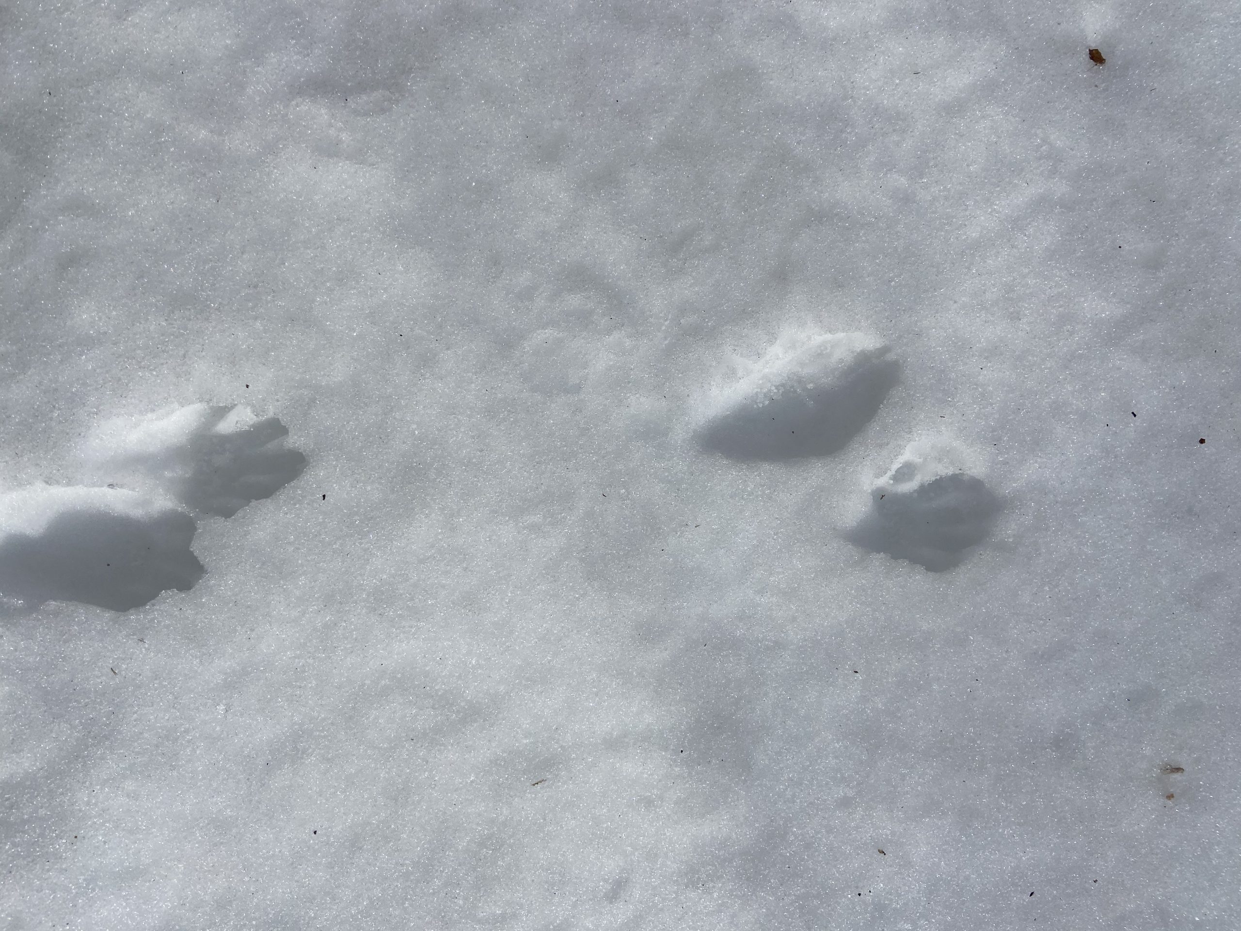 Winter Tracking and Tree Identification Walk with Woodcock Nature ...