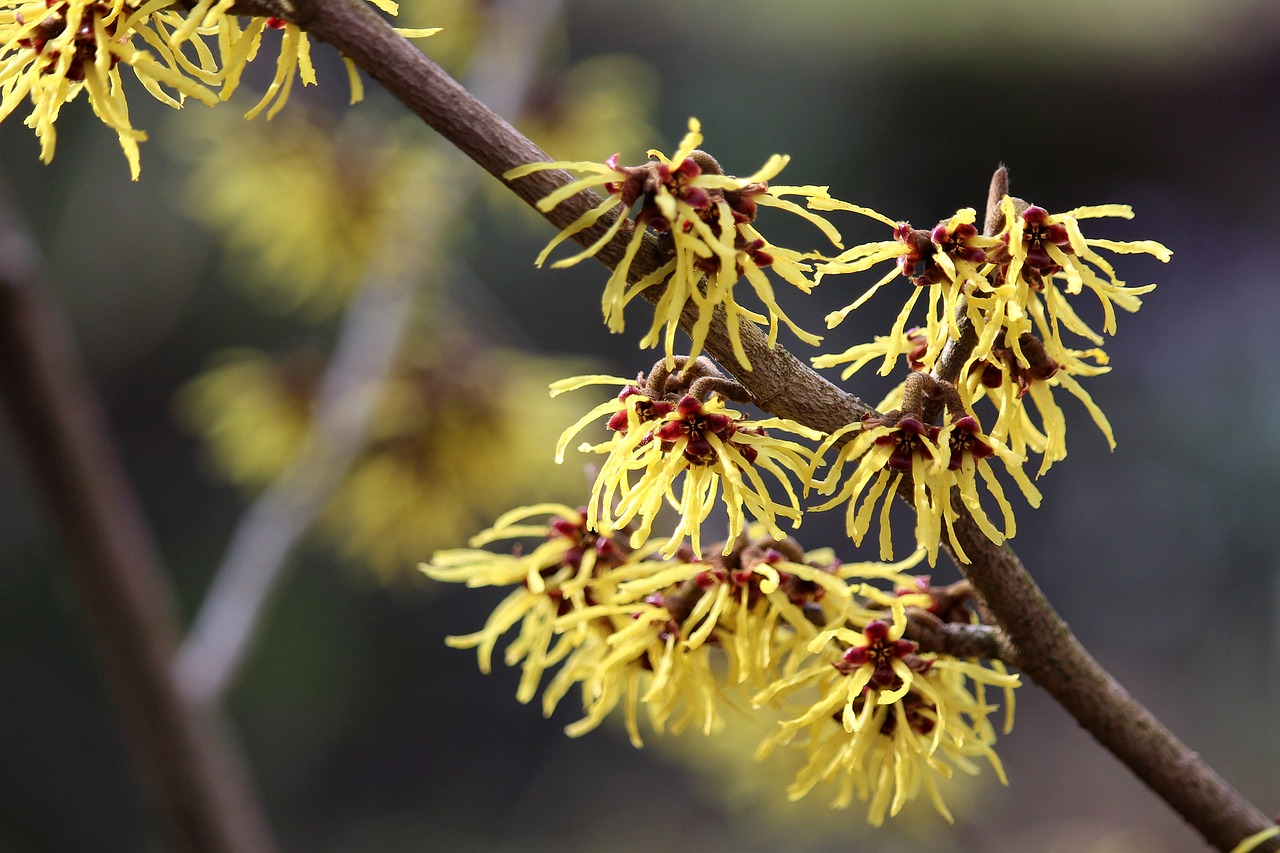 Woodcock Nature Center's Native Plant Spotlight: Witch Hazel - Good ...
