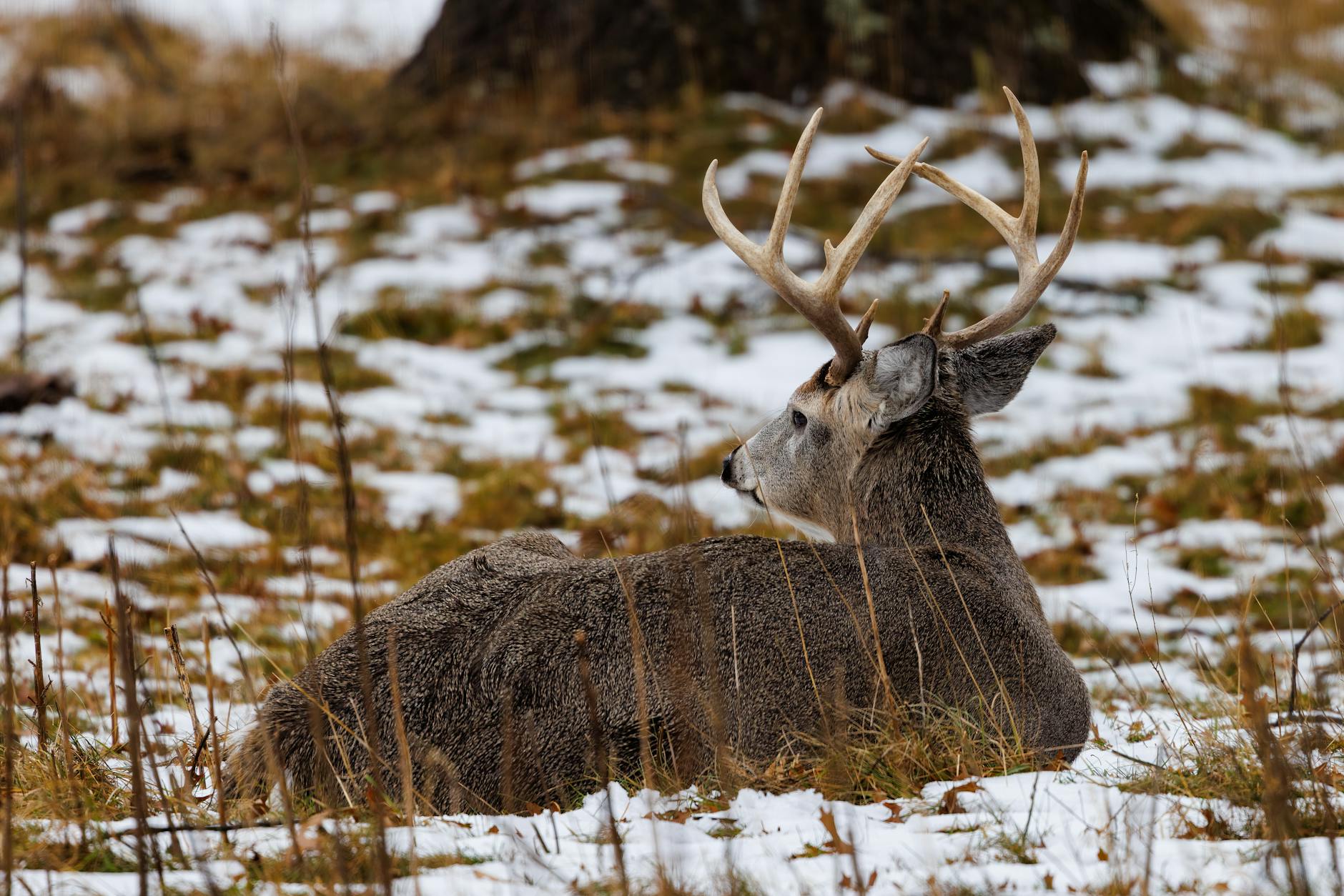 Annual Deer Hunt Plan Approved - Good Morning Wilton