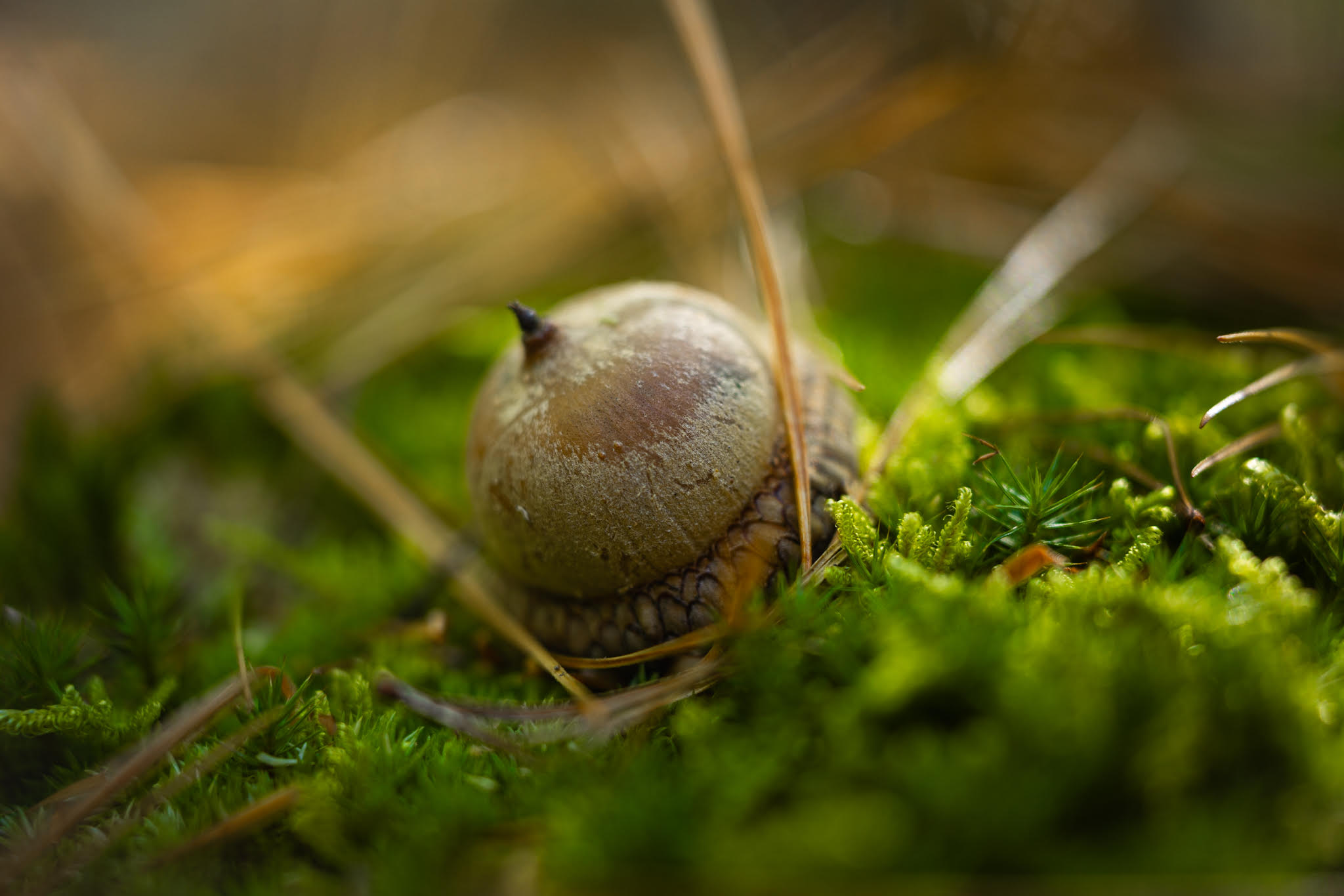 Woodcock Nature Center Takes A Closer Look at Acorns - Good Morning Wilton
